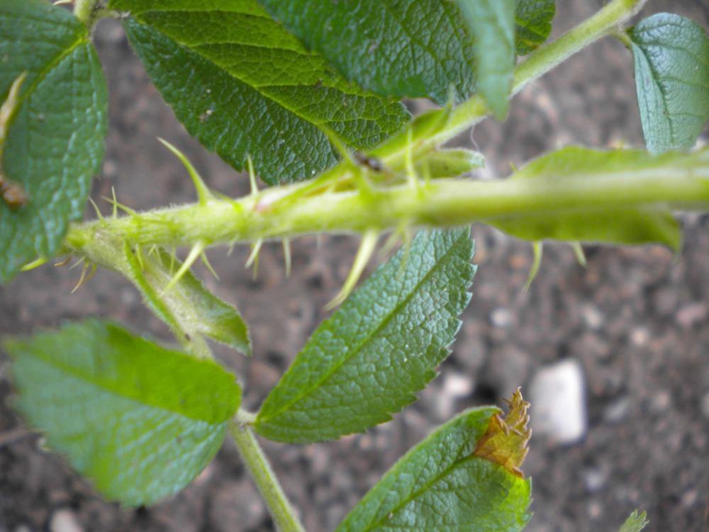 Photo of the thorns, spines, prickles or teeth of Rose (Rosa 'Polareis ...