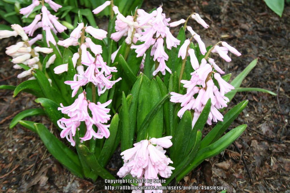 Dutch Hyacinth (Hyacinthus orientalis 'Pink Festival') in the Hyacinths ...