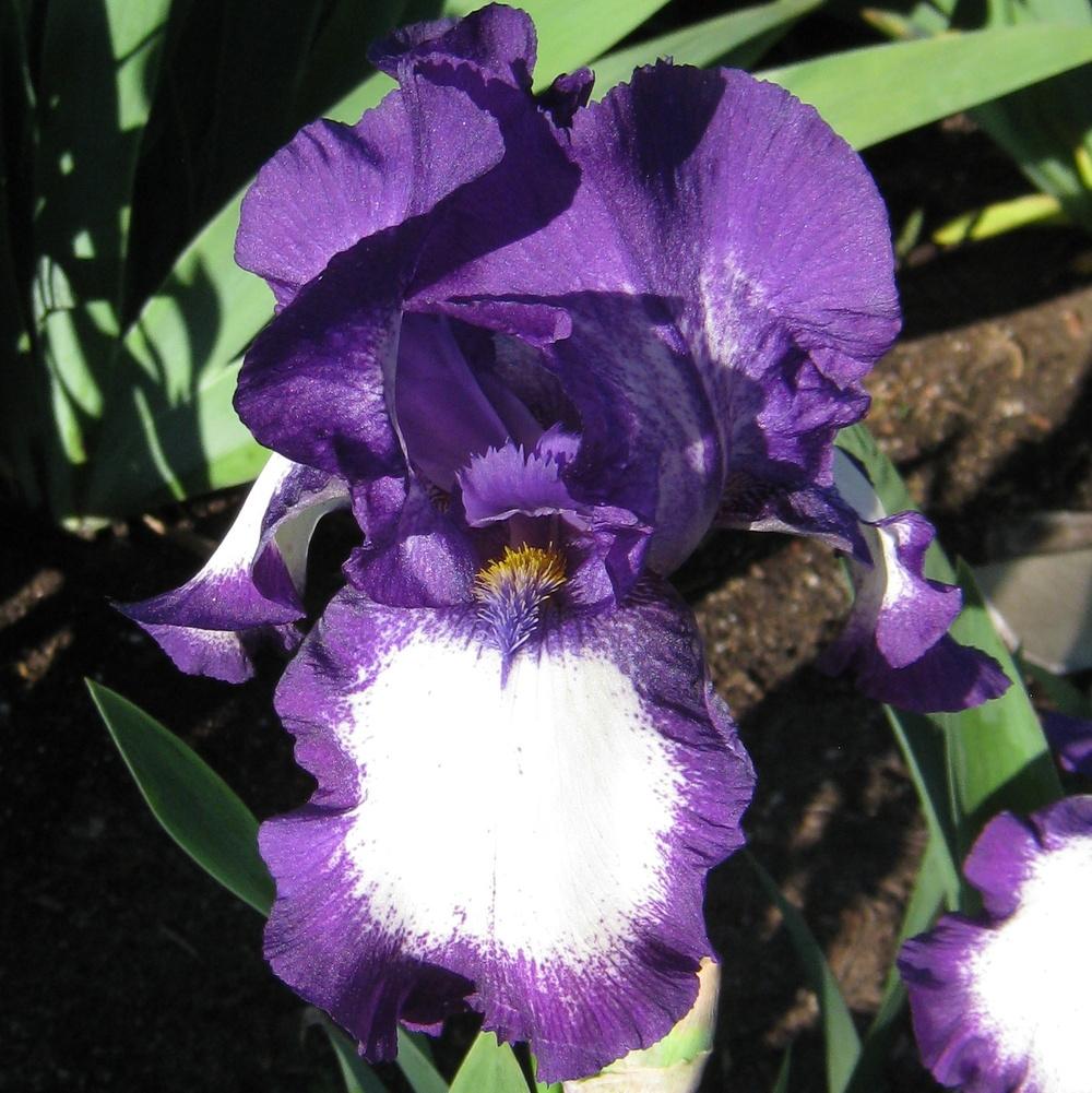 Photo of the bloom of Tall Bearded Iris (Iris 'Stepping Out') posted by ...