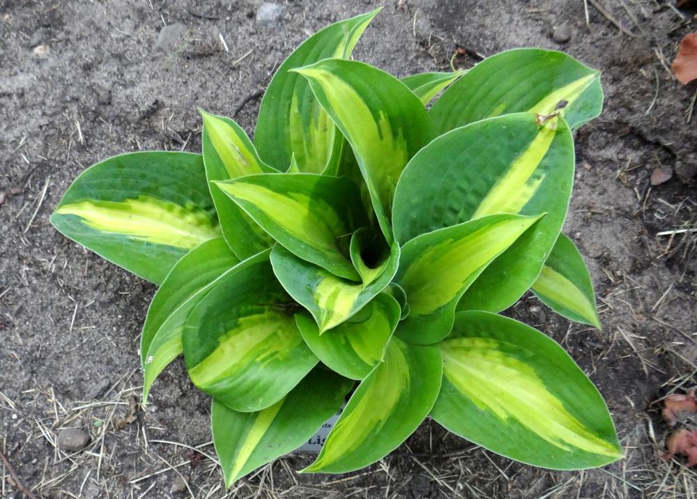 Hosta 'Chain Lightning' in the Hostas Database - Garden.org