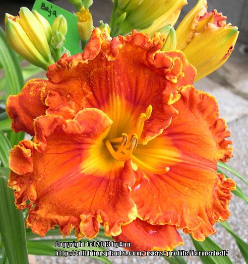 Daylily (Hemerocallis 'Sun Scream') in the Daylilies Database - Garden.org