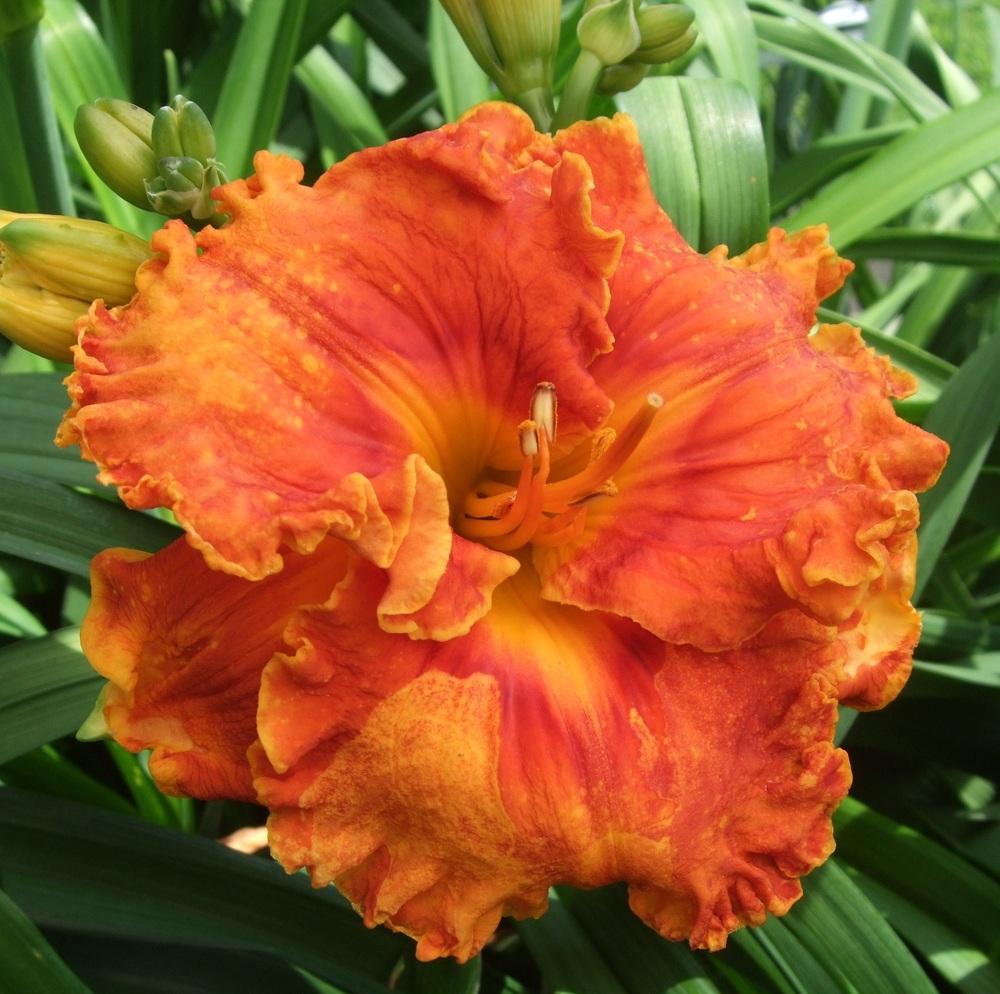 Photo of the bloom of Daylily (Hemerocallis 'Sun Scream') posted by ...