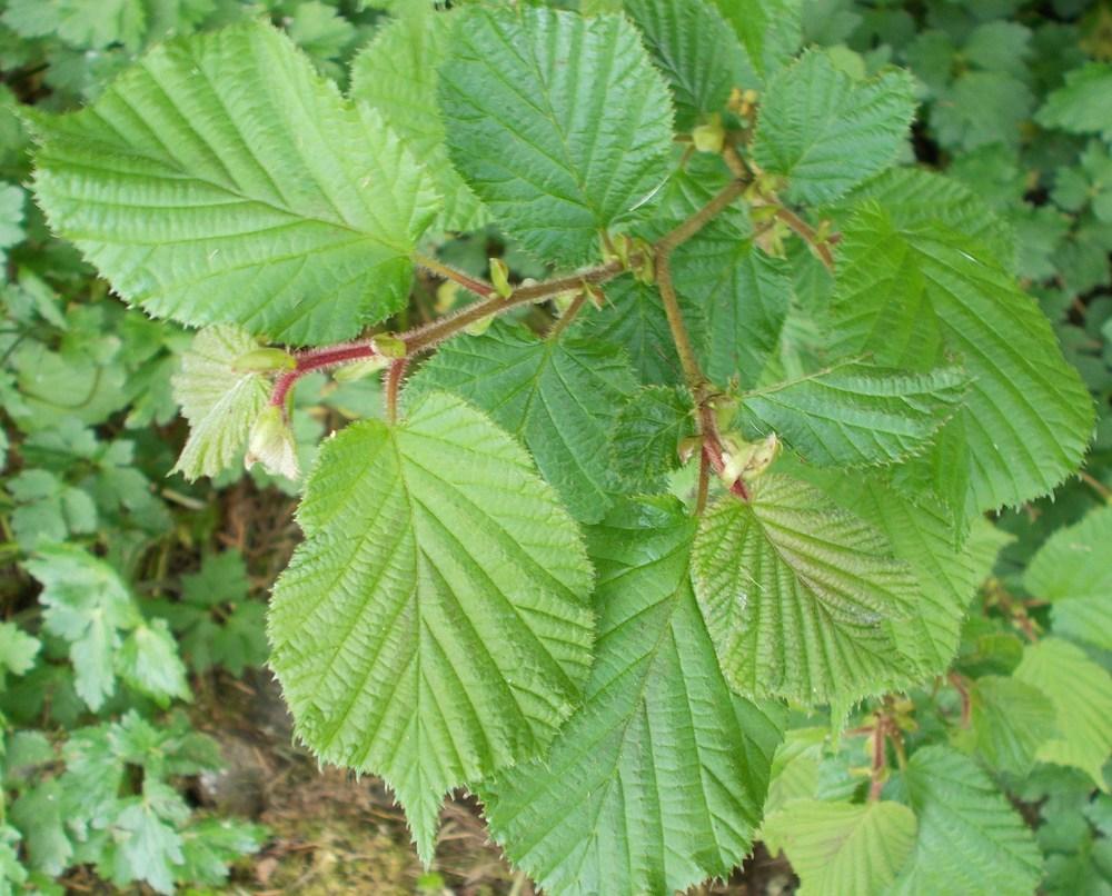 Photo of the leaves of Beaked Hazelnut (Corylus cornuta) posted by ...