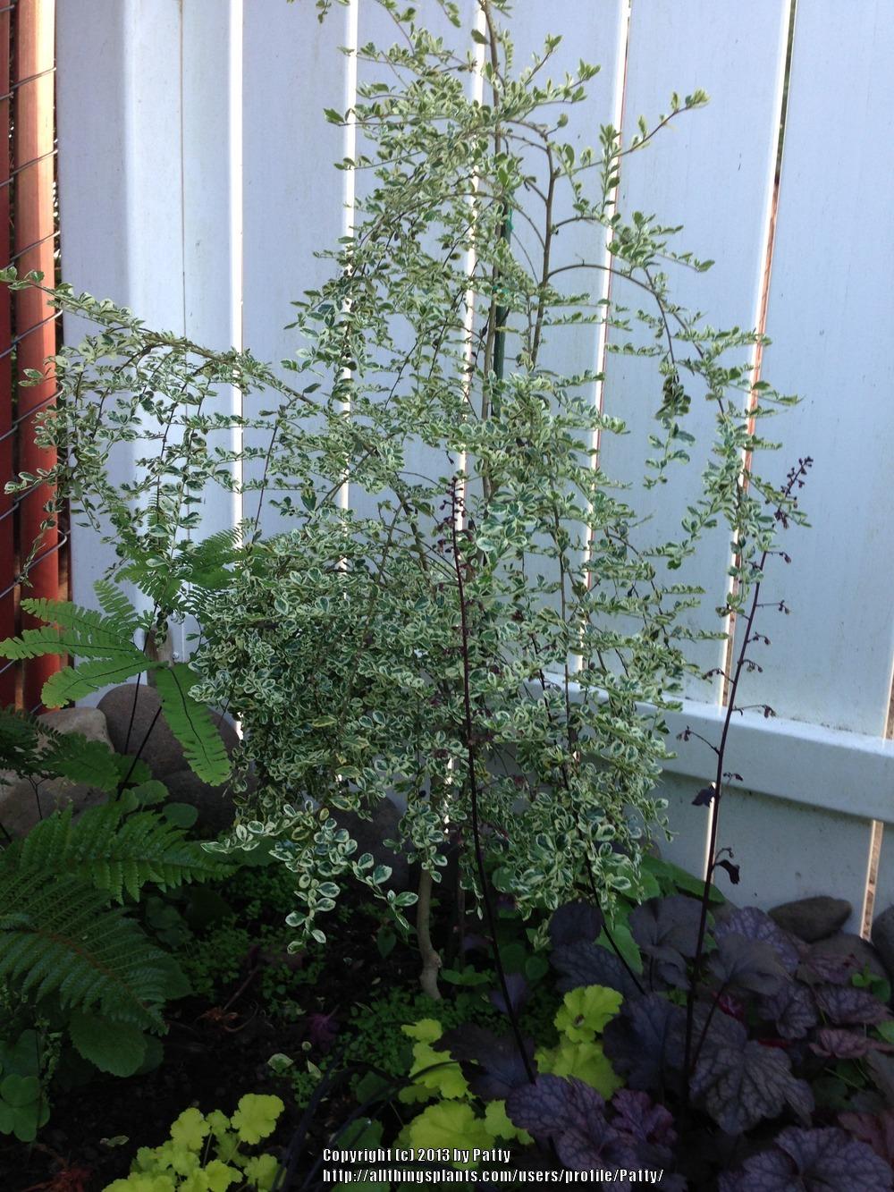 Photo of the entire plant of Littleleaf Azara (Azara microphylla ...