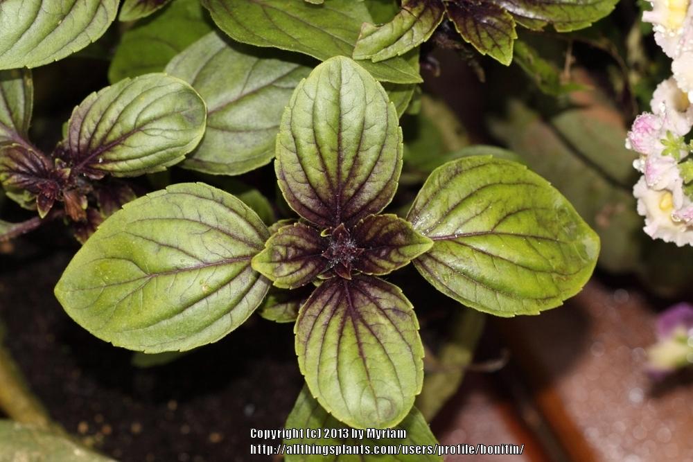 Basils: Plant Care and Collection of Varieties - Garden.org