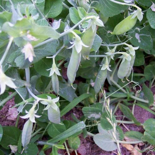 English Pea (Lathyrus oleraceus 'Bolero') in the Peas Database - Garden.org