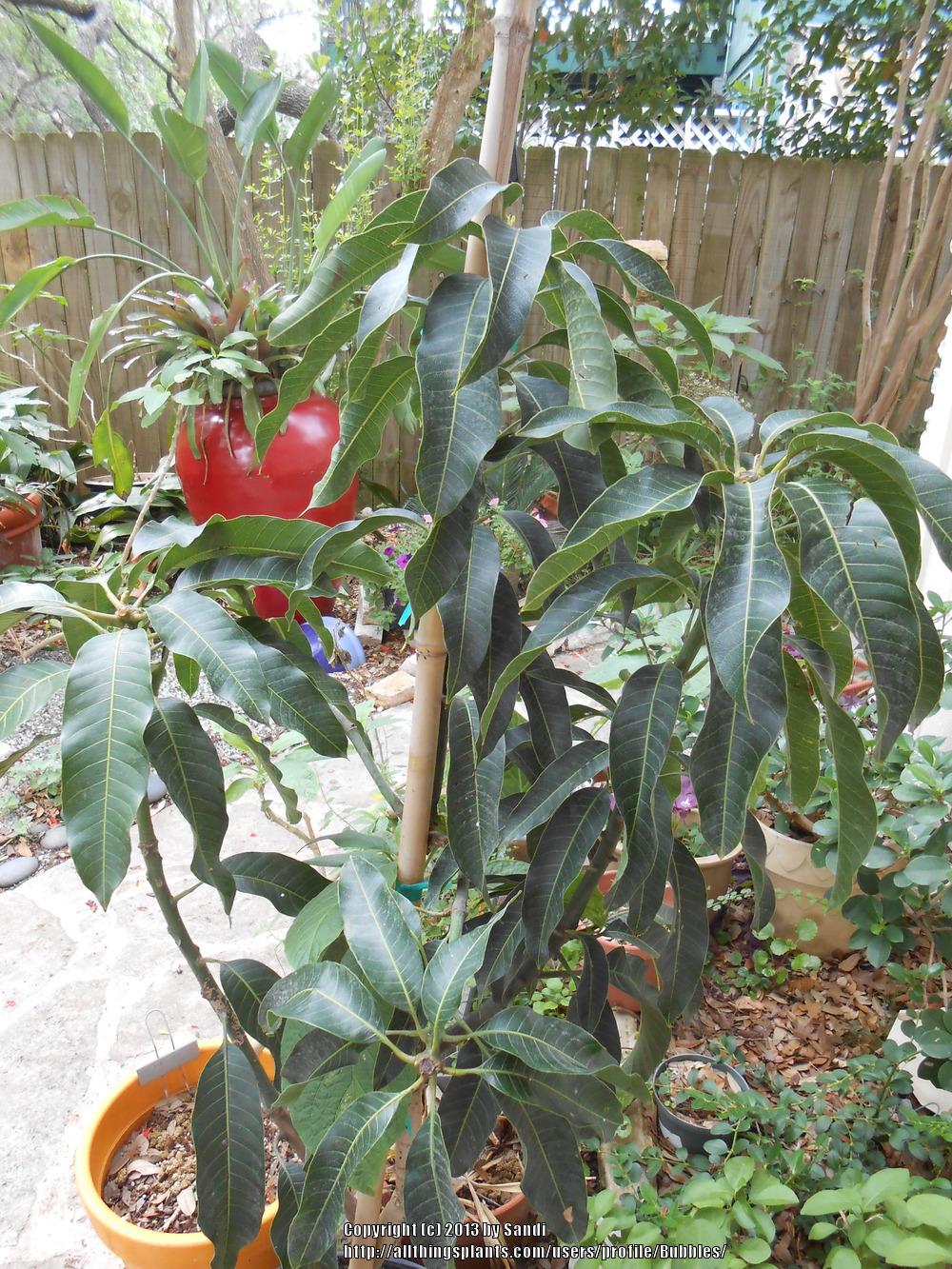 Common Mango (Mangifera indica 'Glenn') in the Mangoes Database ...