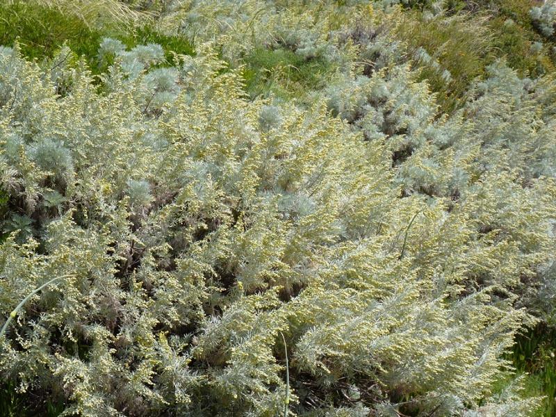 Tree Wormwood (Artemisia arborescens) - Garden.org