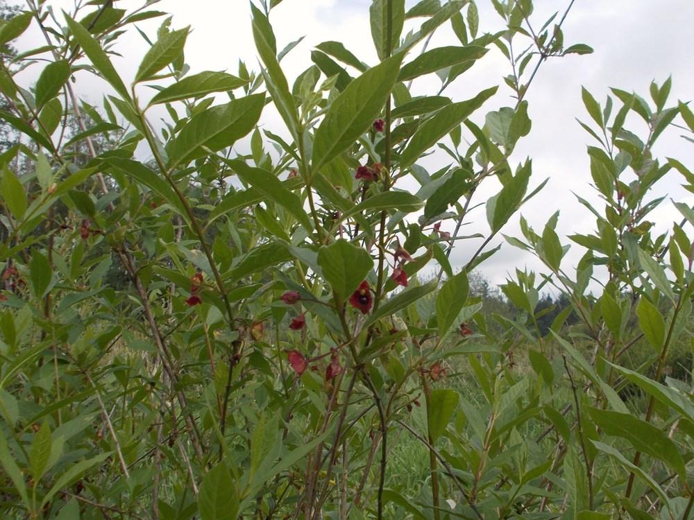 Photo of the entire plant of Twinberry (Lonicera involucrata) posted by ...