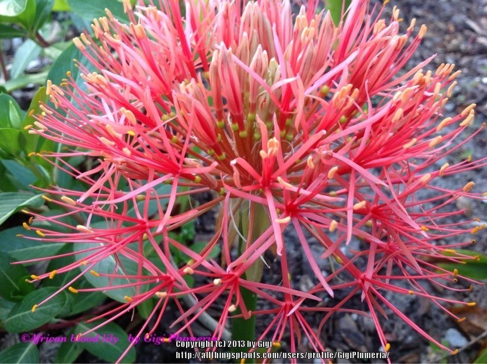 Blood Lilies: Plant Care and Collection of Varieties - Garden.org