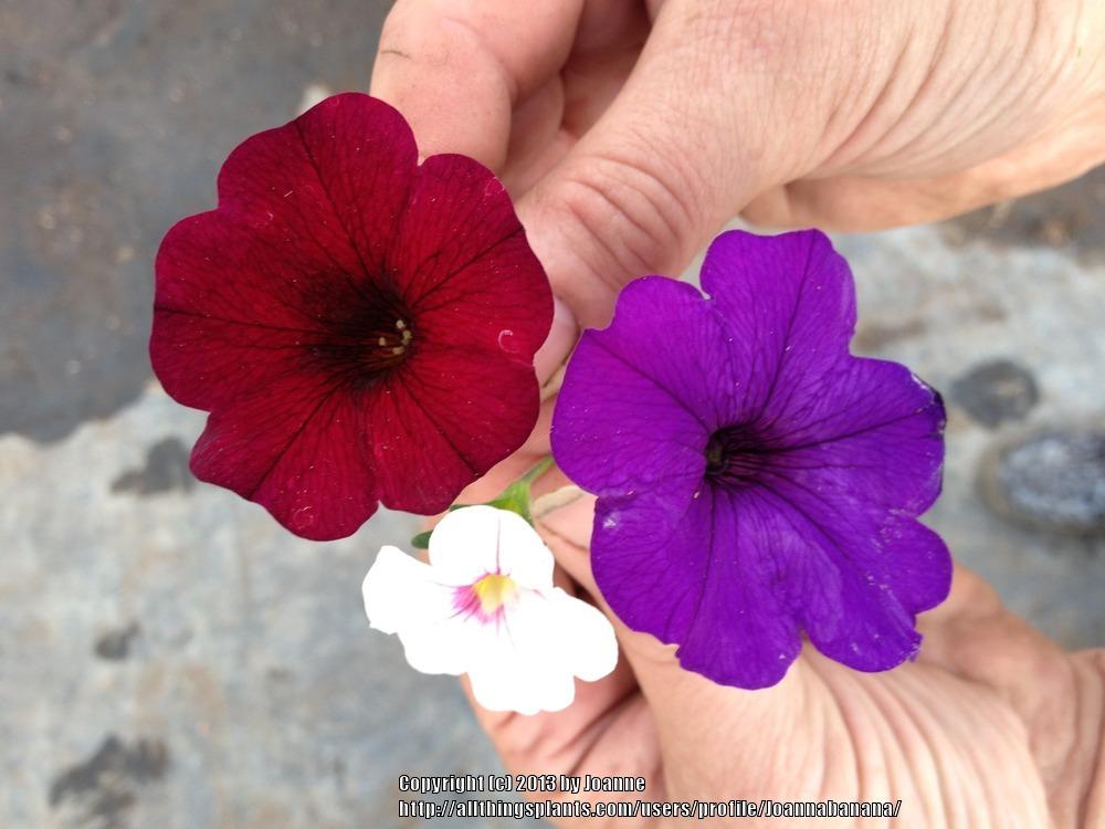 Petchoa - the New Kid in Town - Garden.org