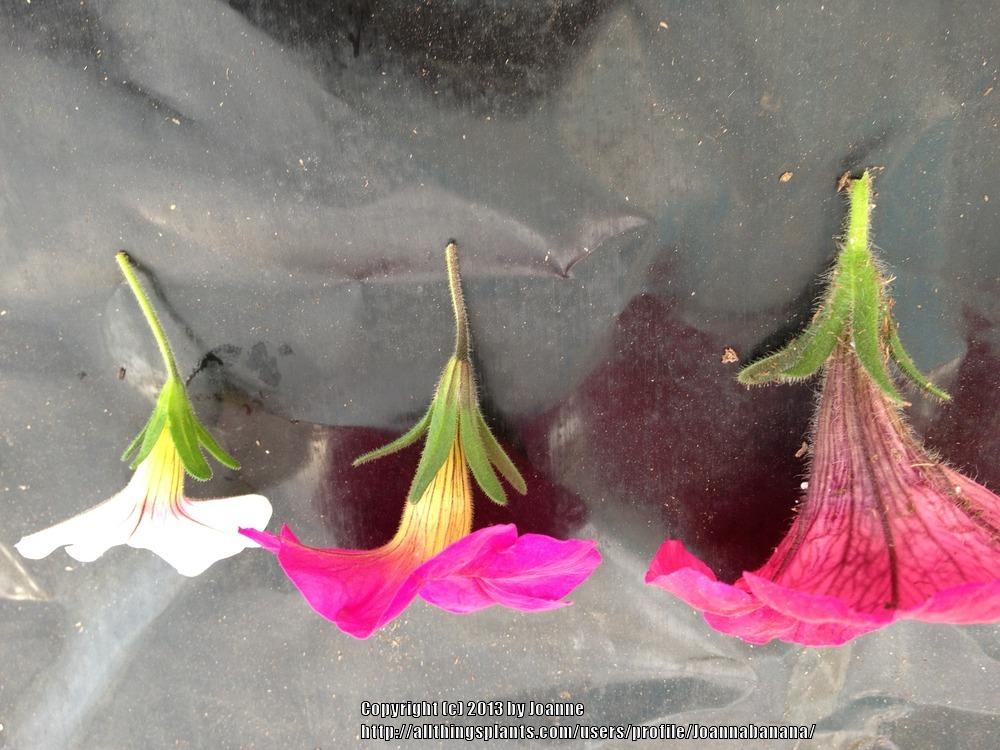 Petchoa - the New Kid in Town - Garden.org