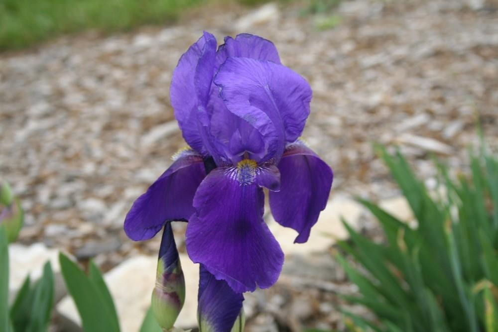 Photo of the bloom of Tall Bearded Iris (Iris 'Buto') posted by ...