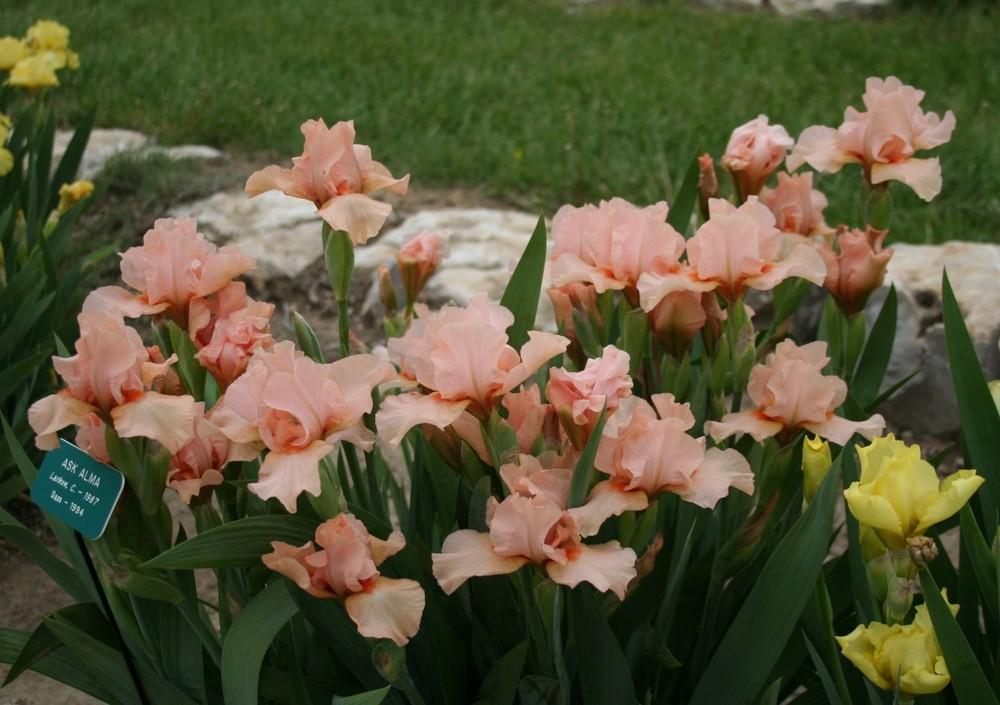 Photo of the bloom of Intermediate Bearded Iris (Iris 'Ask Alma ...