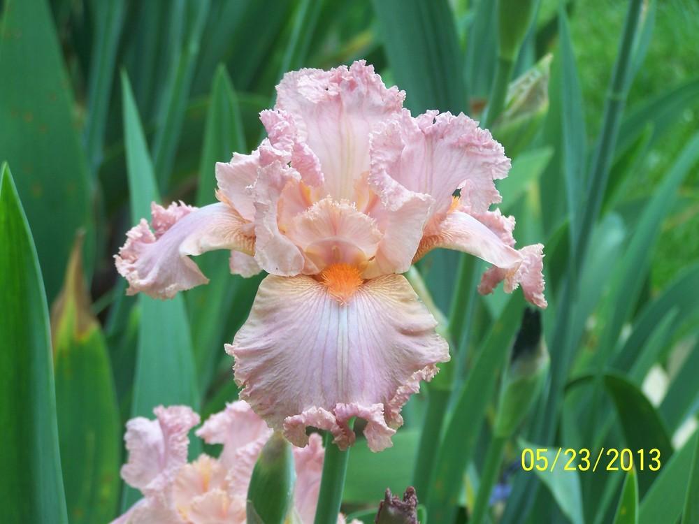 Tall Bearded Iris (Iris 'Alice Remembered') in the Irises Database ...