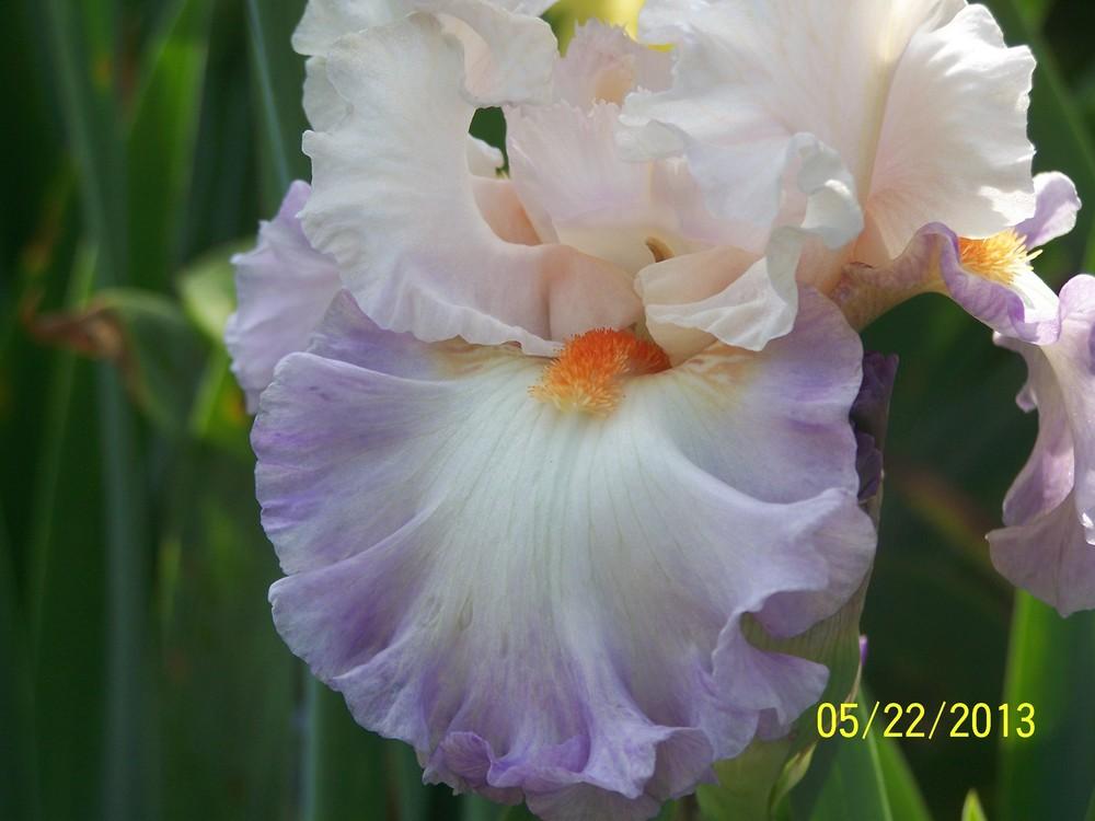 Photo of the bloom of Tall Bearded Iris (Iris 'Polite Applause') posted ...