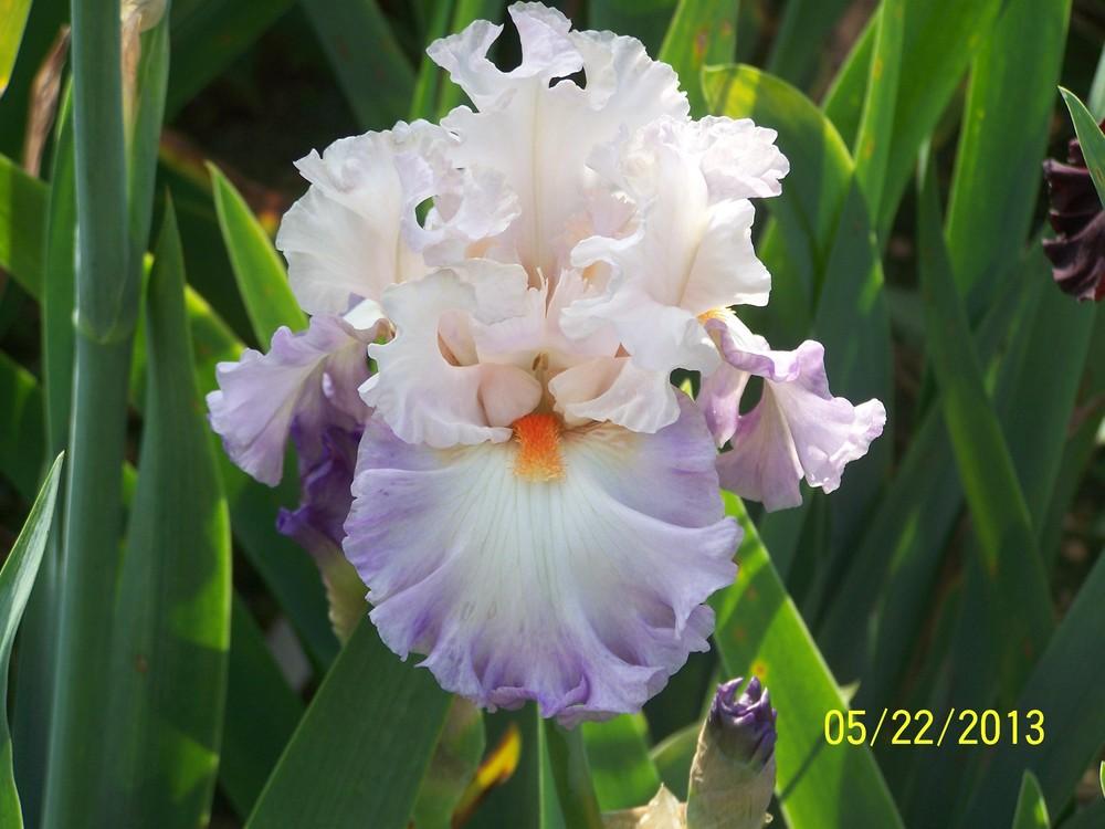 Photo of the bloom of Tall Bearded Iris (Iris 'Polite Applause') posted ...