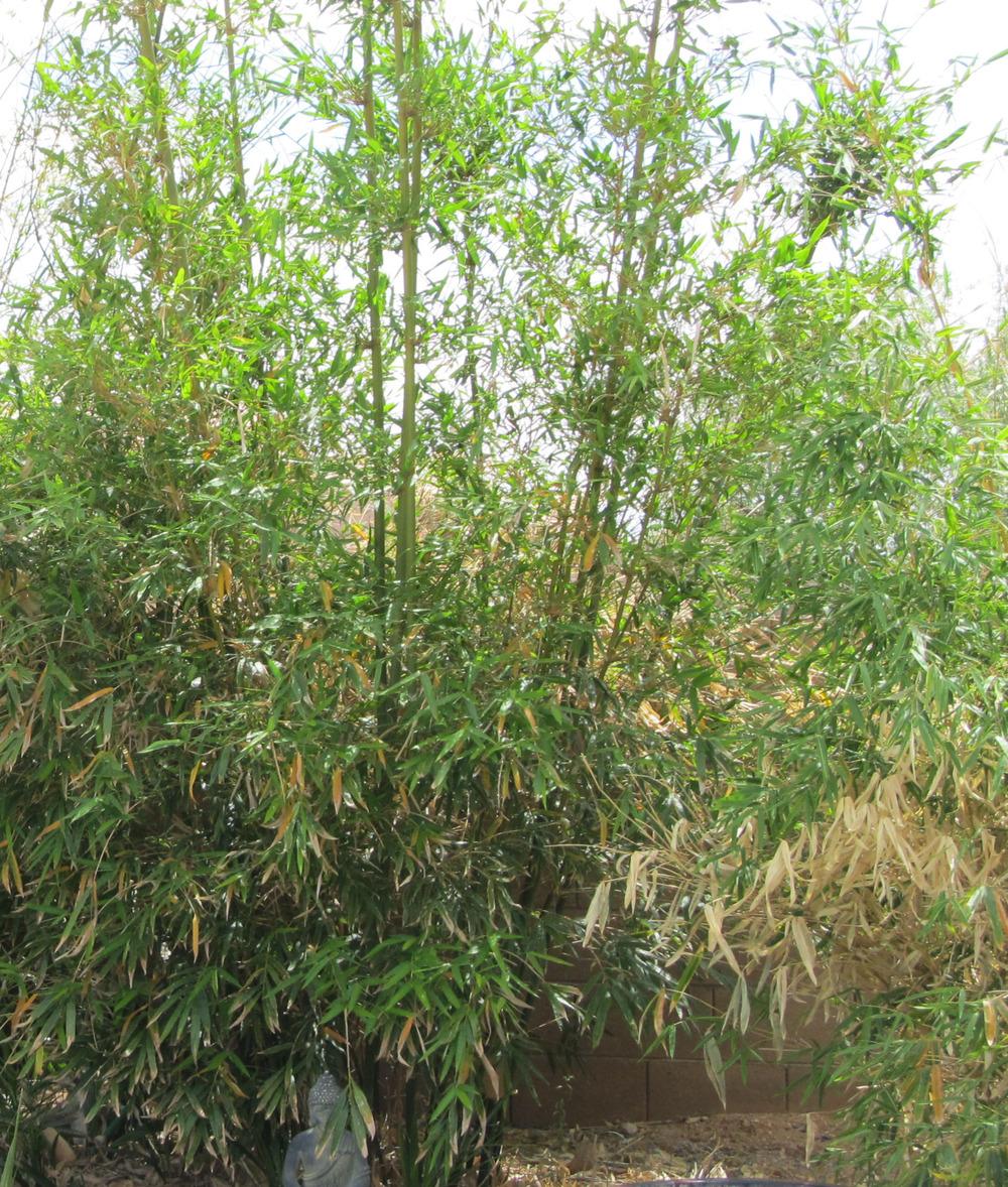 Slender Weaver's Bamboo (Bambusa textilis 'Gracilis') - Garden.org