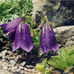 Bellflower (Campanula pulla) in the Bellflowers Database - Garden.org