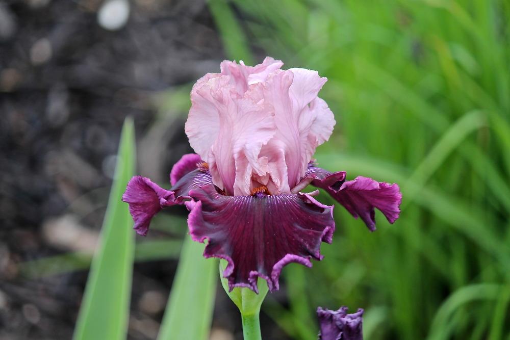 Photo of the bloom of Tall Bearded Iris (Iris 'Pure Romance') posted by ...