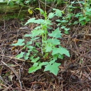 Wall Lettuce (Lactuca muralis) - Garden.org
