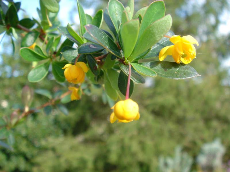 Dwarf Boxleaf Barberry (Berberis microphylla 'Nana') in the Barberries ...