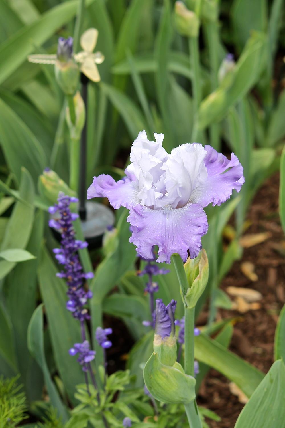 Photo of the bloom of Tall Bearded Iris (Iris 'Love Lilt') posted by ...