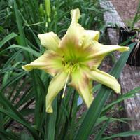 Photo of the bloom of Daylily (Hemerocallis 'Star Poly') posted by LALAMBCHOP - Garden.org