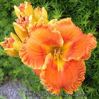 Photo of the bloom of Daylily (Hemerocallis 'Sun Scream') posted by ...