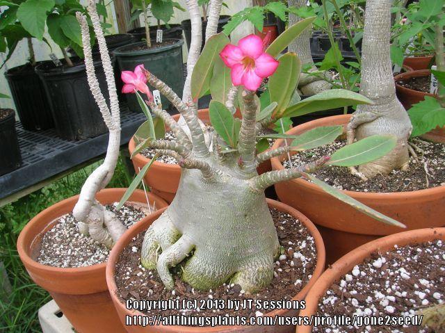 Characteristics of a "Good" Caudex in the Adeniums forum - Garden.org