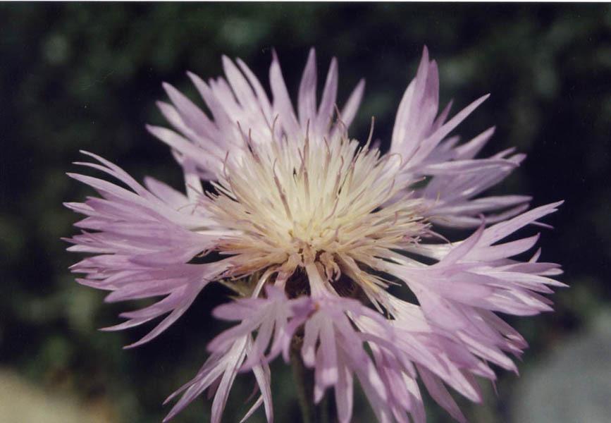 Pink Bachelor's Button (Psephellus pulcherrimus) - Garden.org