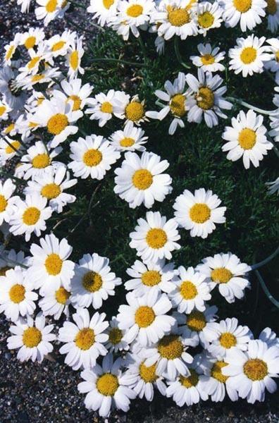 Photo of the bloom of Moroccan Daisy (Rhodanthemum hosmariense) posted ...