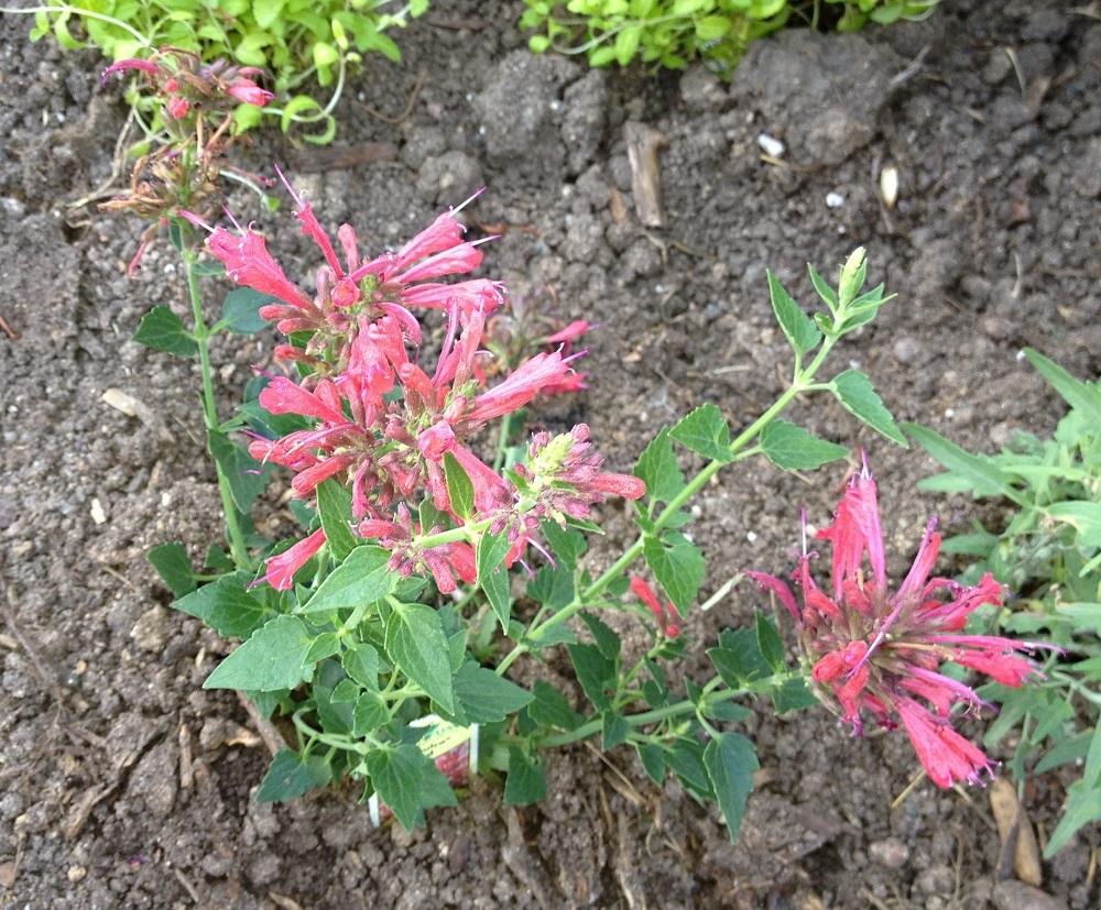 Photo of the entire plant of Mexican Giant Hyssop (Agastache Acapulco ...