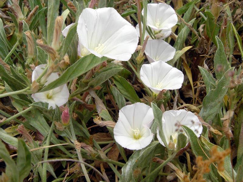 Pygmy Bindweed (Convolvulus lineatus) - Garden.org