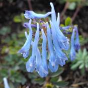 Blue Corydalis (Corydalis flexuosa 'China Blue') - Garden.org