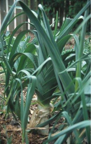 Leeks: Plant Care and Collection of Varieties - Garden.org