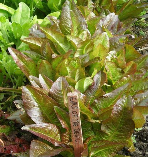 Lettuce (Lactuca 'Ears of the Devil') - Garden.org