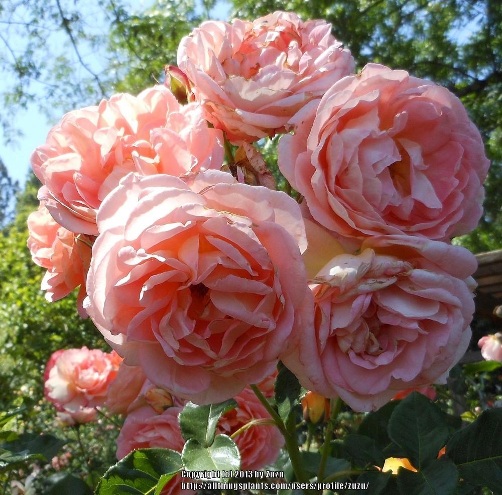 Photo of the bloom of Rose (Rosa 'Bonita Renaissance') posted by zuzu ...