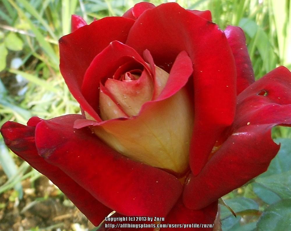 Photo of the closeup of buds, sepals and receptacles of Rose (Rosa ...