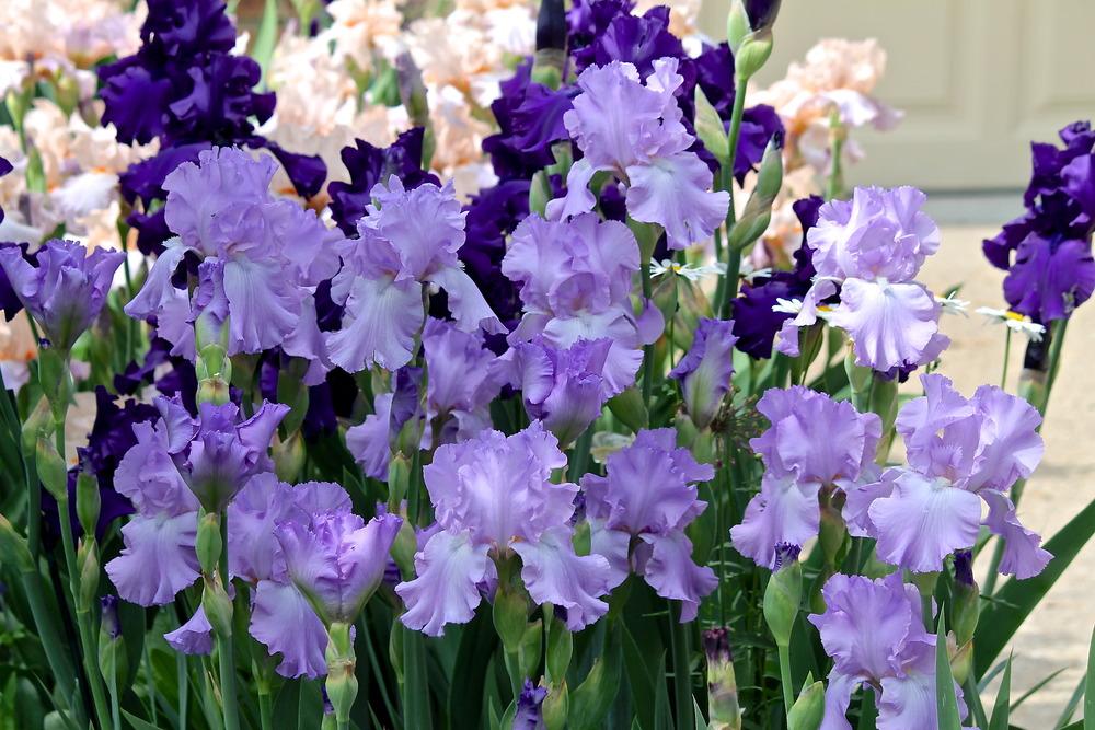 Photo of the entire plant of Tall Bearded Iris (Iris 'Mary Frances ...