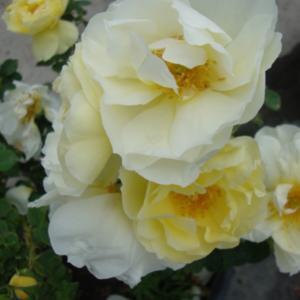 Rose (Rosa 'Topaz Jewel') in the Roses Database - Garden.org