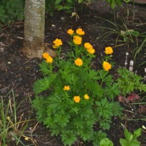 Trollius (Trollius x cultorum 'Orange Crest') - Garden.org