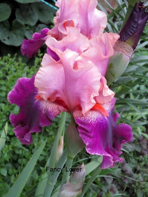 Photo of the bloom of Tall Bearded Iris (Iris 'Fancy Lover') posted by ...