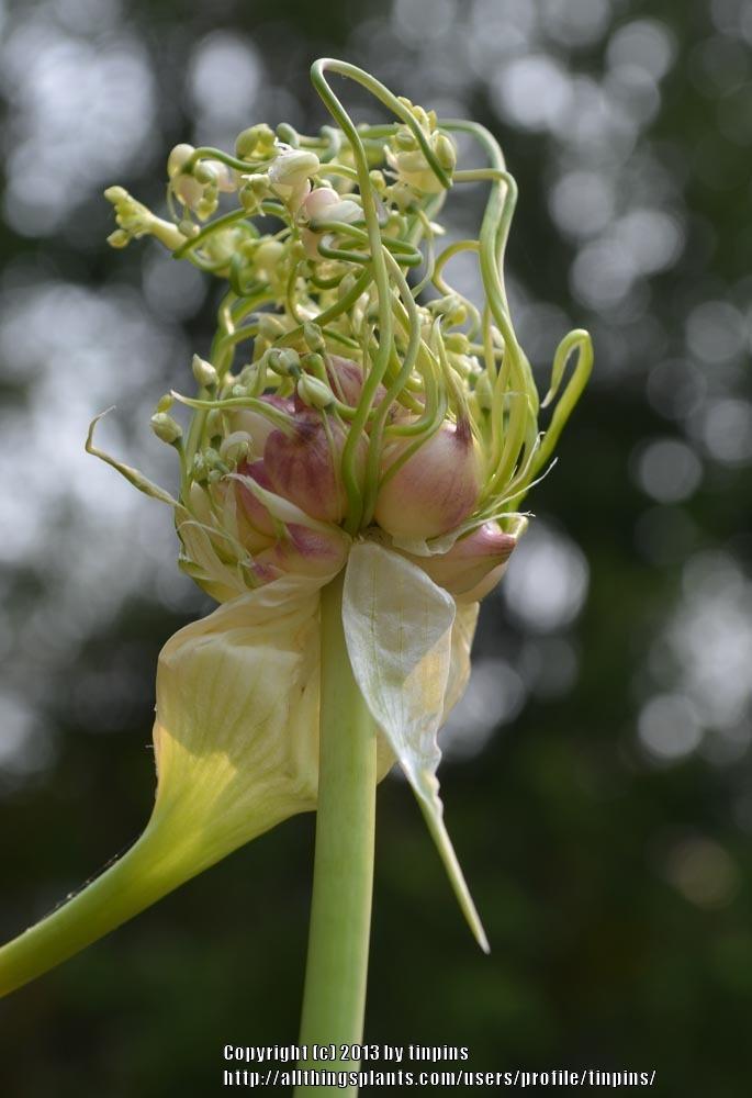 Photo of the seed pods or heads of Garlic (Allium sativum 'Dan's ...