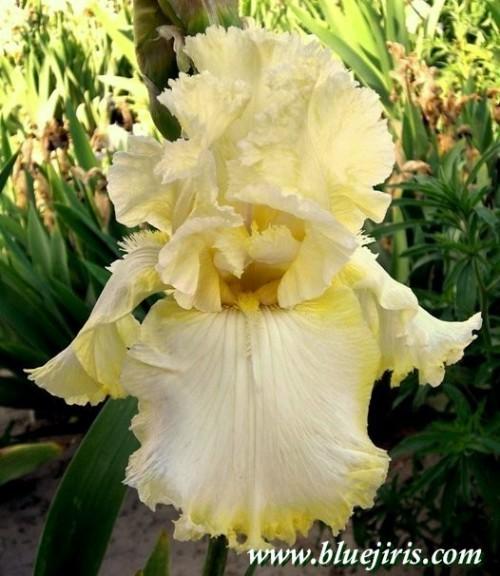 Tall Bearded Iris (Iris 'Zebra Halo') in the Irises Database - Garden.org