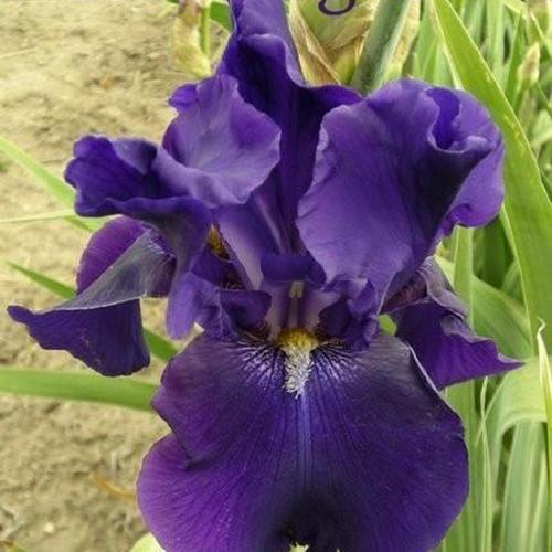Tall Bearded Iris (Iris 'Zebra Night') in the Irises Database - Garden.org