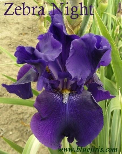 Tall Bearded Iris (Iris 'Zebra Night') in the Irises Database - Garden.org