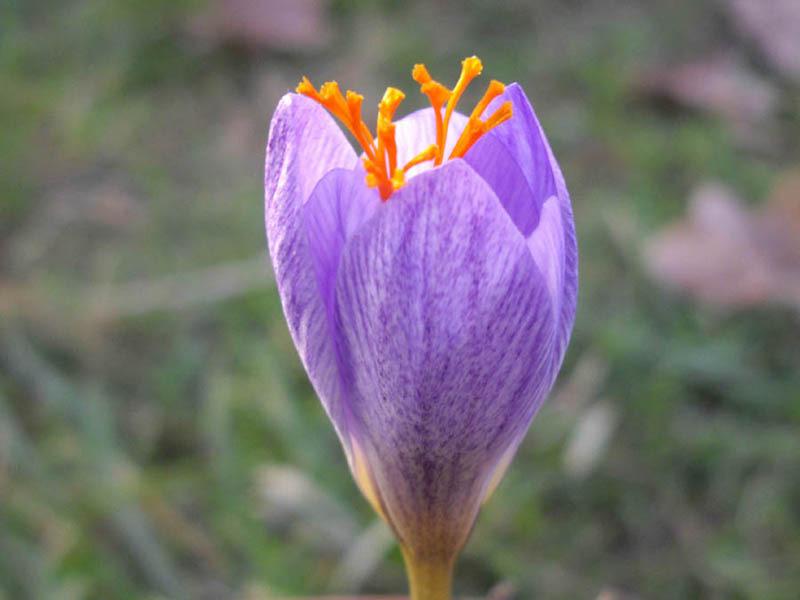 Photo of the bloom of Autumn Crocus (Crocus speciosus 'Conqueror ...