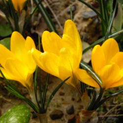 Dutch Crocus (Crocus 'Yellow Mammoth') in the Crocus Database - Garden.org