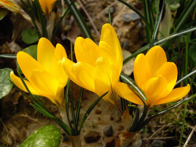 Photo of the bloom of Dutch Crocus (Crocus 'Yellow Mammoth') posted by ...